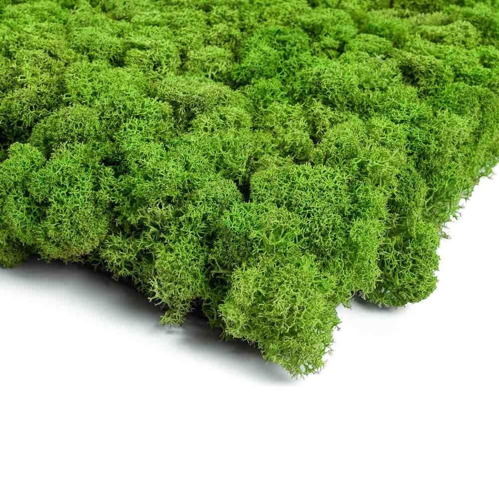 Living Wall Reindeer Moss Tile Green 15 x 23 | Mineral Tiles